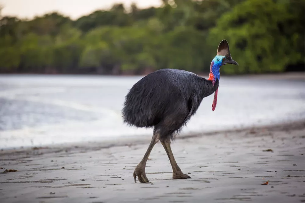 Cassowary: The World's Most Dangerous Bird - flybirdworld.com